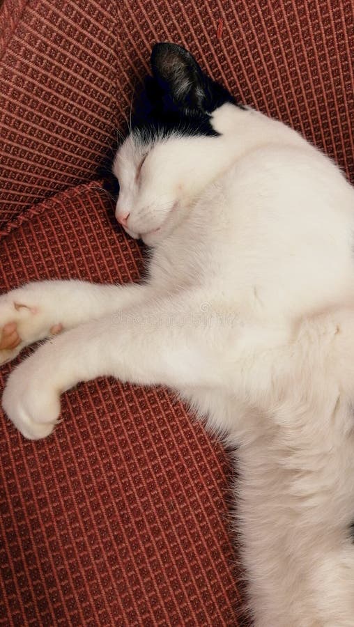 Cat sleeping comfortably stock photo. Image of snoozing - 120067826