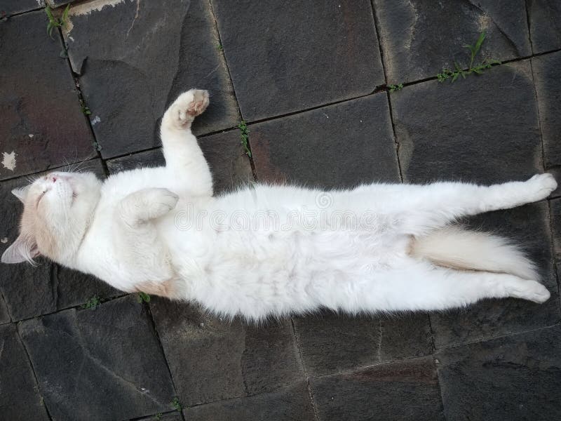 The Cat is Sleeping Comfortably on the Rock Stock Image - Image of ...