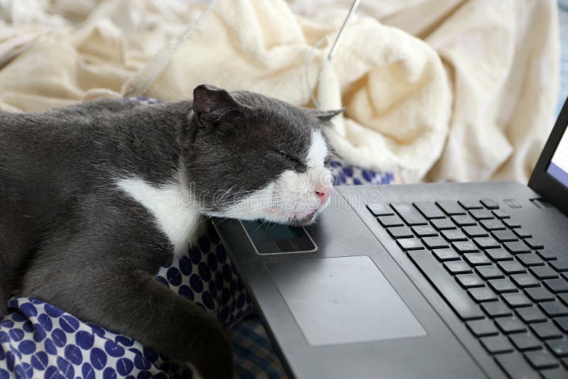 516 Sleeping Cat Computer Stock Photos - Free & Royalty-Free Stock ...