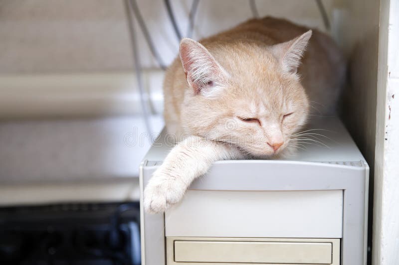 Cat Sleeping on Computer Under Table Warming Stock Photo - Image of ...