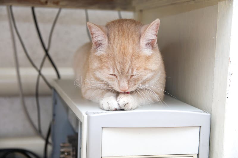 Cat Sleeping on Computer Under Table Warming Himself Stock Image ...