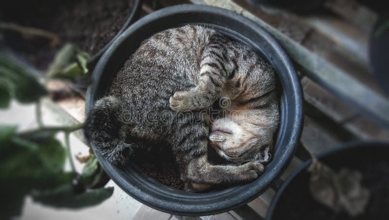 A Cat Sleeping in a Container or Vase Stock Photo - Image of container ...