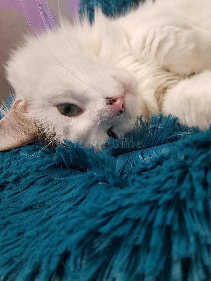 Cat cuddle stock photo. Image of cute, sleeping, cuddle - 114699144