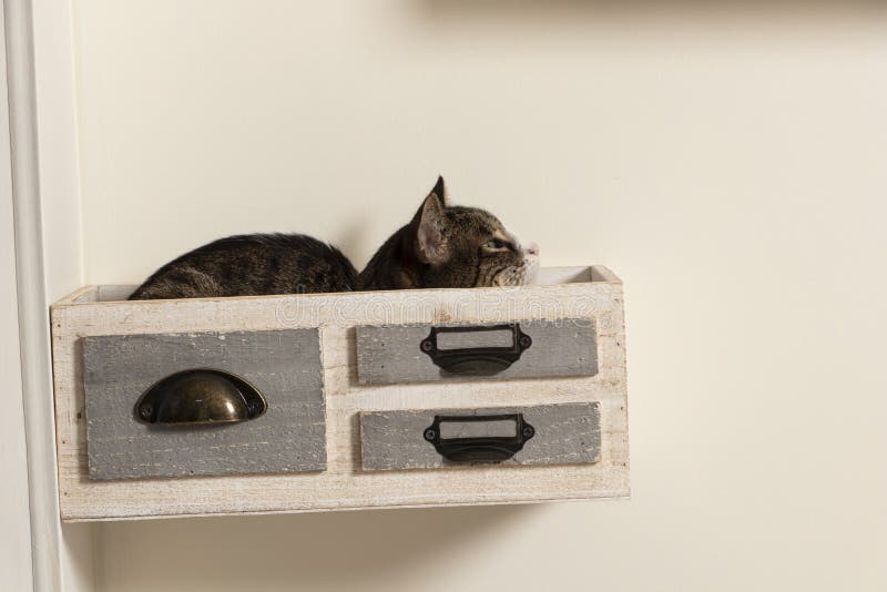Cat Sleeping in Decorative Drawer Attached To the Wall. Cat in ...
