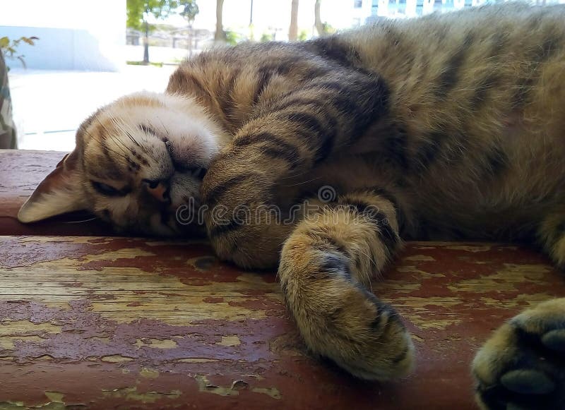 Cat sleeping deep stock image. Image of relax, dream - 177191663