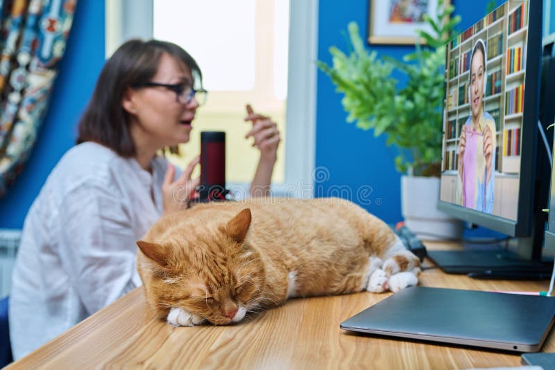 Cat Sleeping on Desk in Home Office, Woman Making Video Call Stock ...