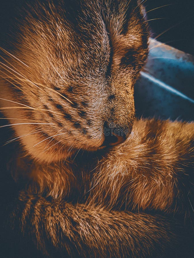 Cat Sleeping Dramatically Night Stock Photo - Image of dramatically ...