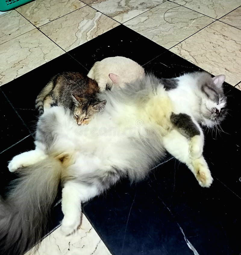 Cat is sleeping stock photo. Image of kittens, sleeping - 333329174