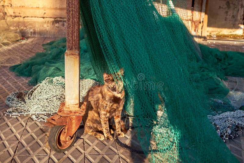 Sleeping Fish Pose Yoga Stock Photos - Free & Royalty-Free Stock Photos ...