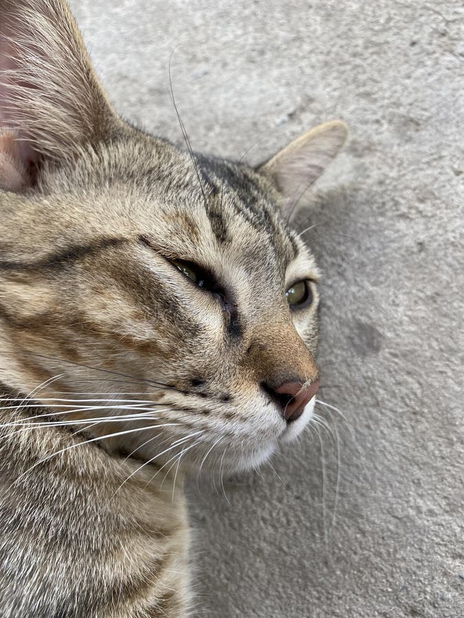 Cat sleeping on the floor stock image. Image of nose - 387888803