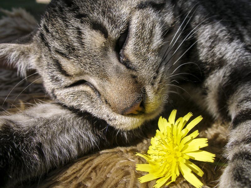 A Cat Sleeping in the Flower-pot Stock Image - Image of cute, shorthair ...