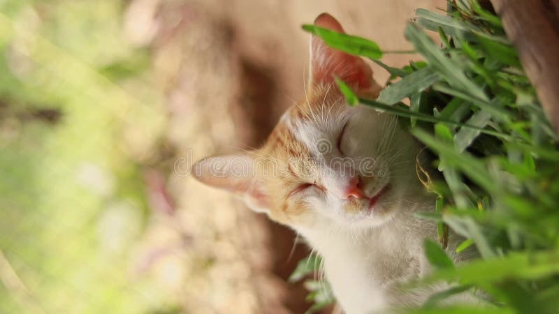 Cat Sleeping on Grass during a Hot Summer Afternoon Stock Footage ...