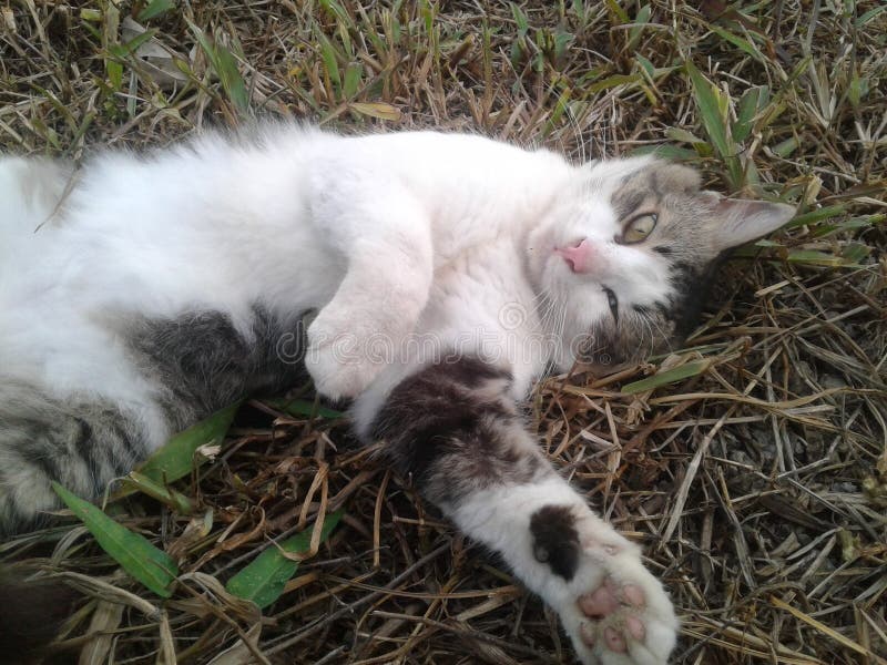 Cat Sleeping in the Grass with One Eye Open Stock Image - Image of open ...