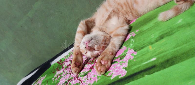 Cat Sleeping on His Back Cute, Say Hi Stock Photo - Image of sleeping ...