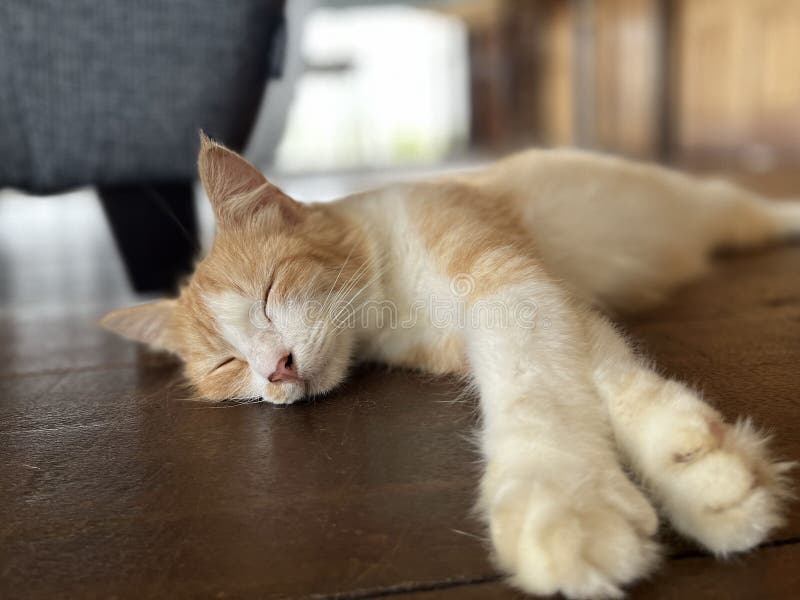 Sleepy head stock photo. Image of sleepy, sleeping, head - 236793712