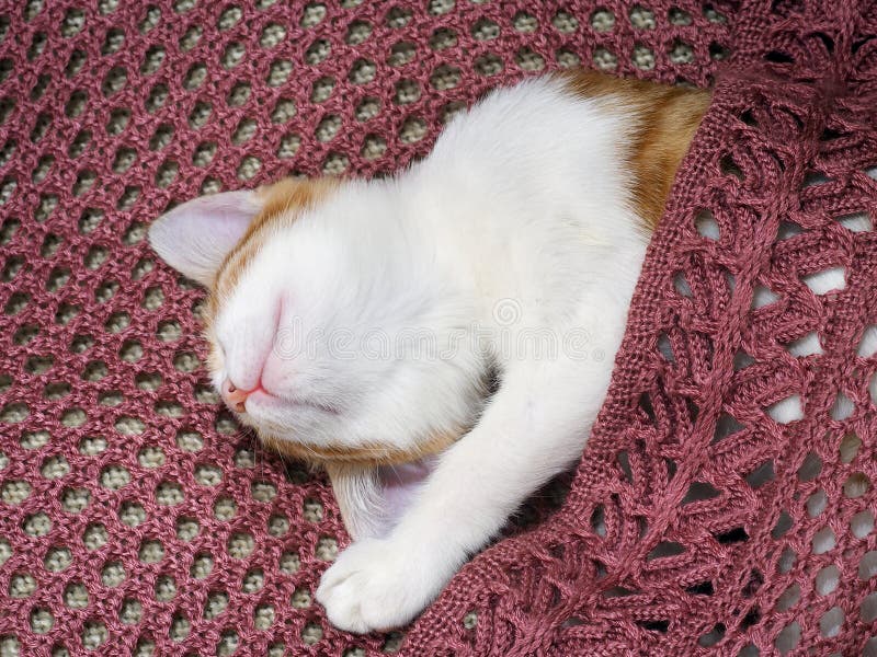 Cat Sleeping on a Knitted Rug Stock Image - Image of tranquility ...