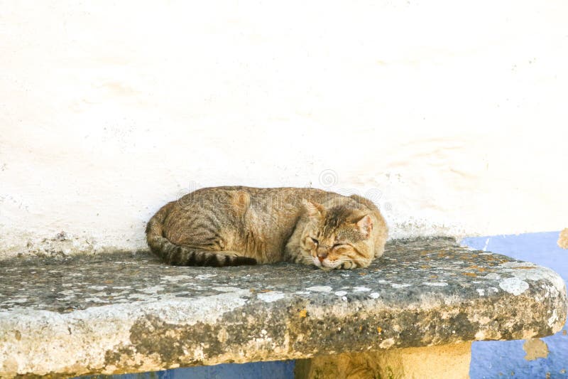 Cat sleeping stock image. Image of cute, mammal, exterior - 325071063