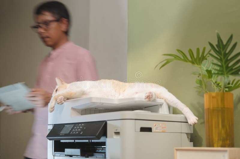 A Cat Sleeping on a Multifunction Laser Printer in the Home Office ...