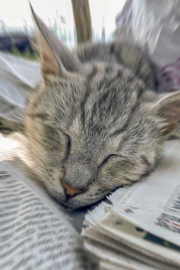 376 Newspaper Cat Photos - Free & Royalty-Free Stock Photos from Dreamstime