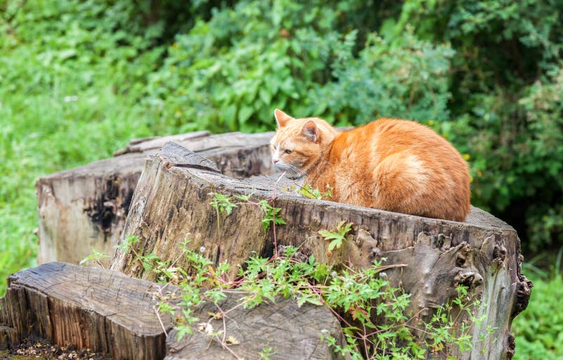 Cat Sleeping Stump Summer Day Stock Photos - Free & Royalty-Free Stock ...