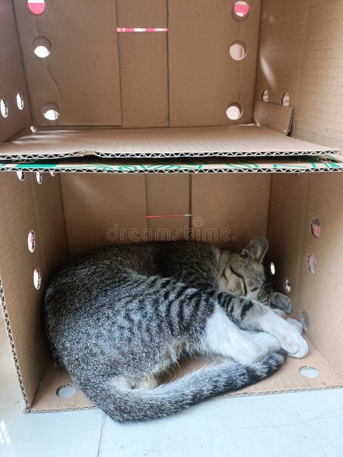 A Cat is Sleeping in a Cardboard Box Stock Photo - Image of kitten ...