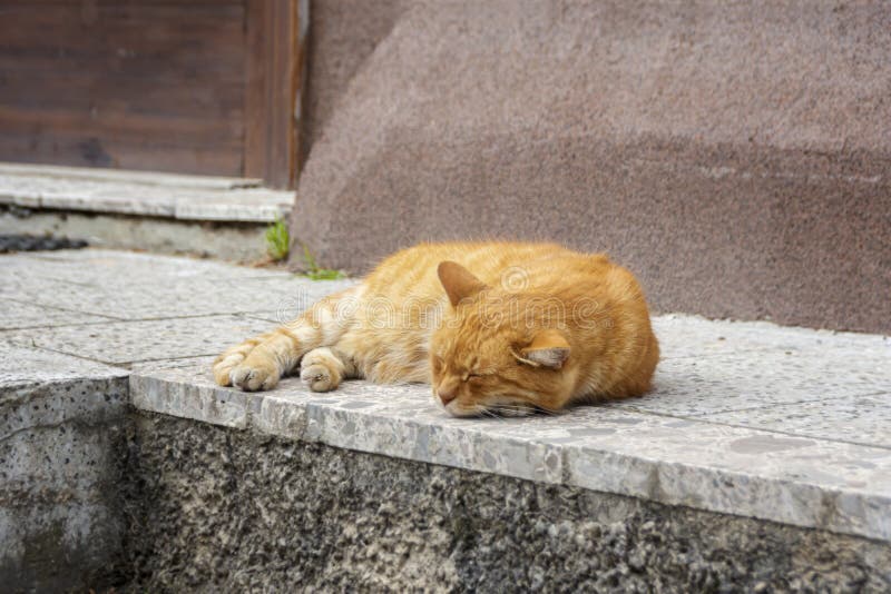 Cat sleeping stock image. Image of outside, kind, cute - 228383431