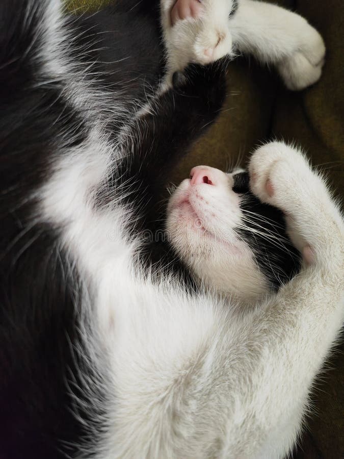 Cat Sleeping Panda Black and White Stock Photo - Image of panda, kitten ...