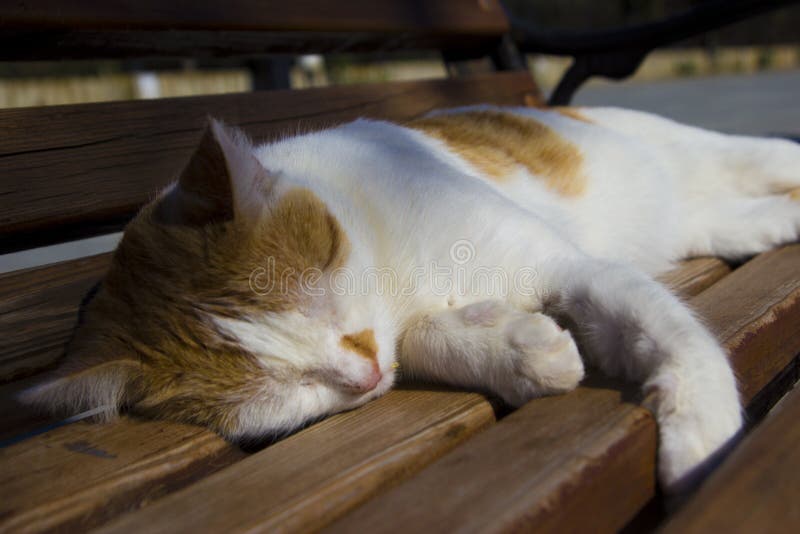 Cat is Sleeping on a Park Bench Stock Image - Image of street, funny ...