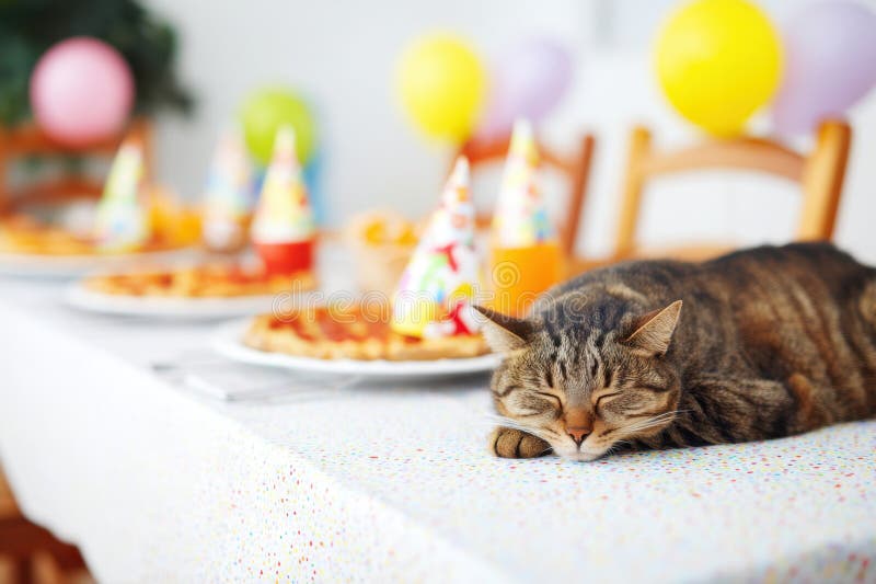 Slumber Party Cat Lamp Stock Photos - Free & Royalty-Free Stock Photos ...