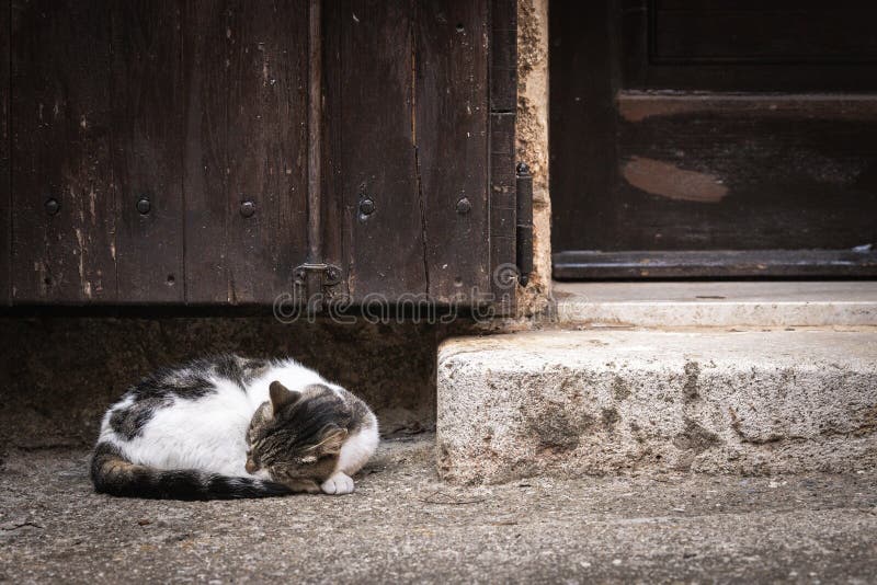 Sleeping Cat Next To Rustic Door Stock Image - Image of street, cozy ...