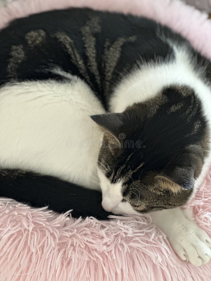 Cat Sleeping on Pink Cushion Stock Image - Image of kitten, black ...