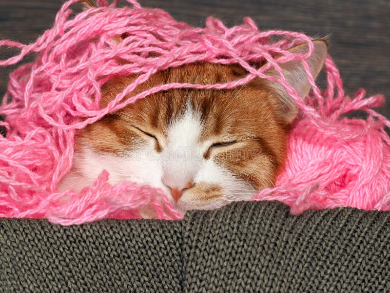 159 Entangled Cat Stock Photos - Free & Royalty-Free Stock Photos from ...