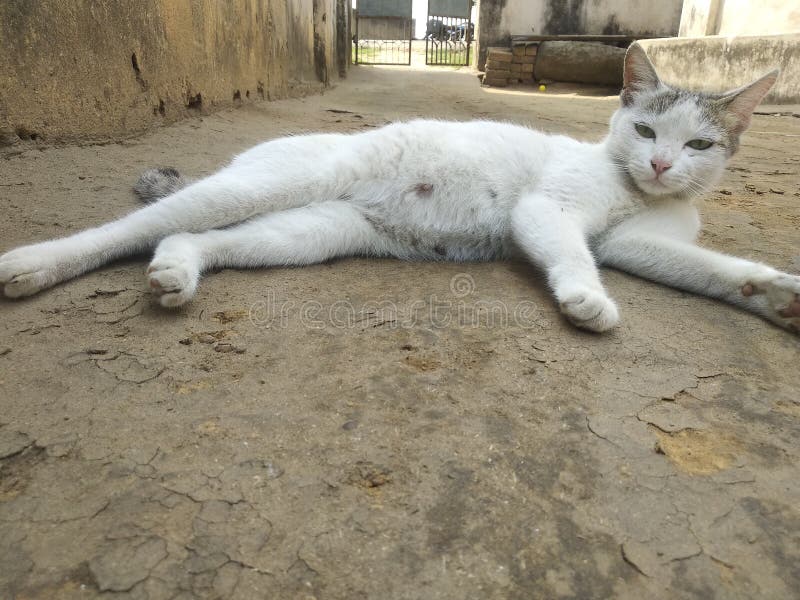 Indian cat stock image. Image of nose, whiskers, carnivore - 228401459