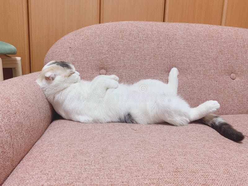 Cat in the Sleeping Pose Pet Stock Image - Image of pose, animal: 220303227