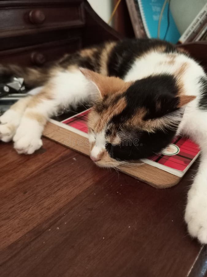 The Cat is Sleeping Relaxed on the Study Table Stock Image - Image of ...