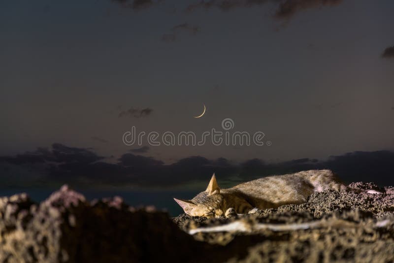 Cat Sleeping on the Rock at the Beach Stock Image - Image of mammal ...