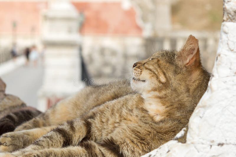 Cat Sleeping in a Rounded Window Opening Stock Photo - Image of hair ...