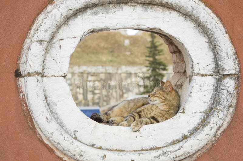 Cat Sleeping Rounded Window Opening Red Wall Stock Photos - Free ...