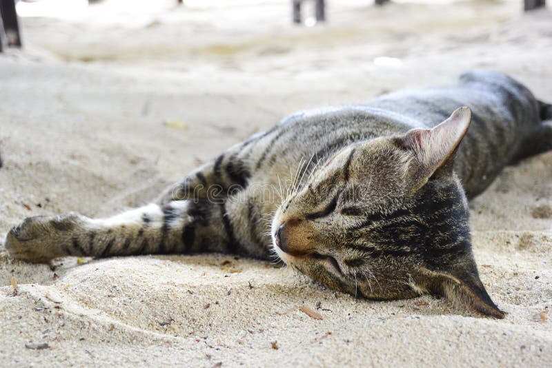 Cat sleeping on the sand stock photo. Image of pacific - 64948766