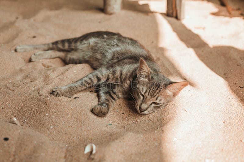 Cat sleeping on the sand stock photo. Image of pacific - 64948766