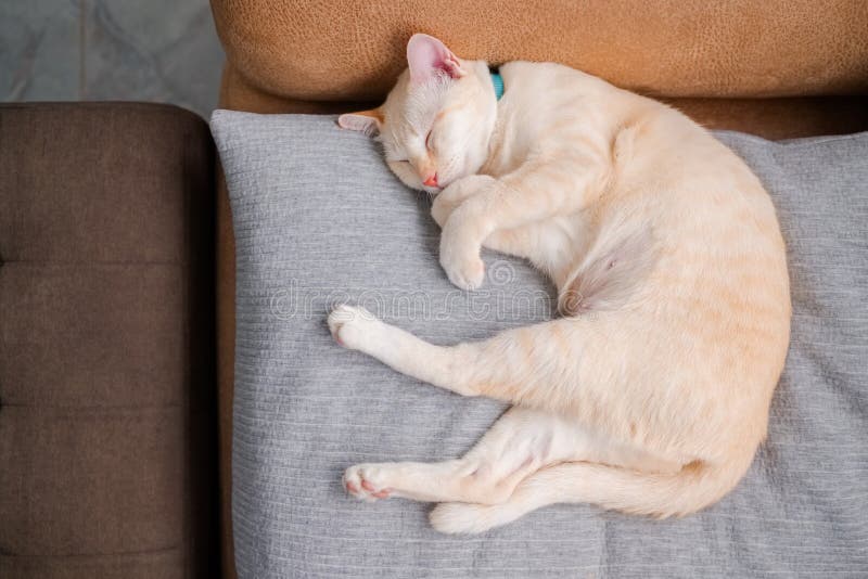 Cat is Sleeping on the Sofa at Home Stock Photo - Image of sleep, relax ...