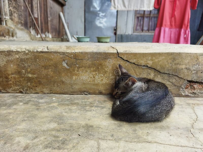 Cat sleeping on the stairs stock image. Image of wildlife - 251421021