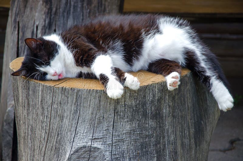 Cat sleeping on the stump stock photo. Image of looking - 76681864