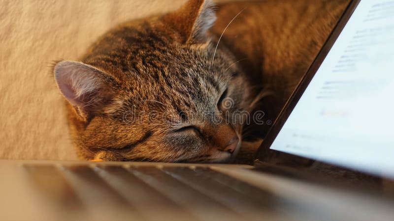 Cat Sleeping on the Table Near Laptop. Close Up Stock Photo - Image of ...