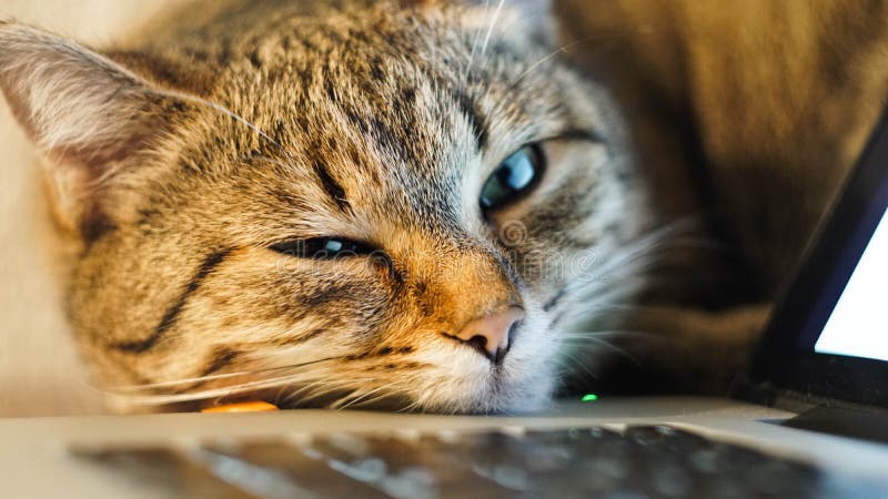 Cat Sleeping on the Table Near Laptop. Close Up Stock Photo - Image of ...