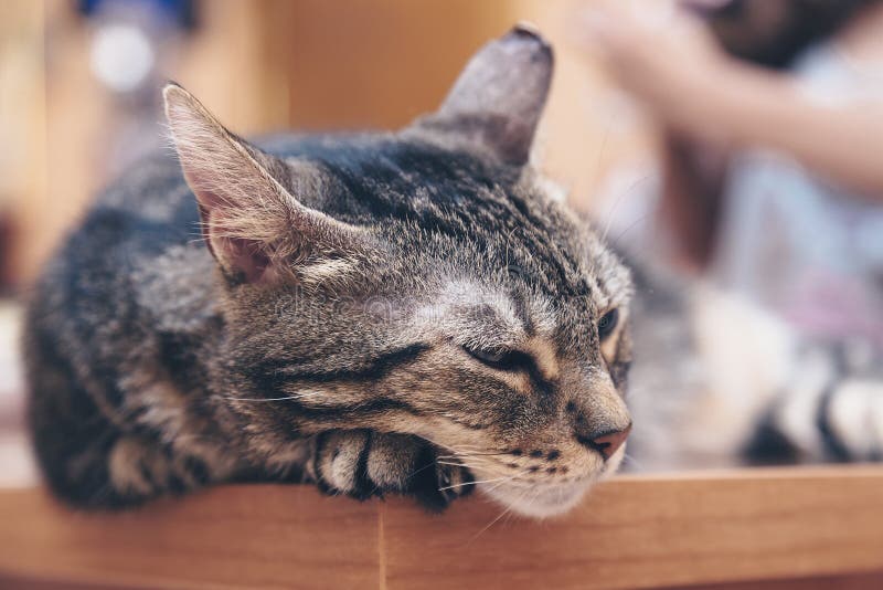 Cat Sleeping on the Table, Very Comfortable Pet Resting at Home Stock ...
