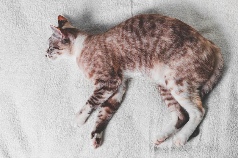 Cat sleeping,top view stock photo. Image of warm, sleeping - 114551068