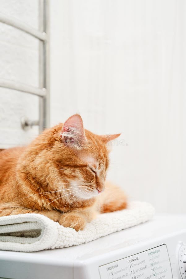 Cat Sleeping on Top of Washing Machine Stock Photo - Image of interior ...