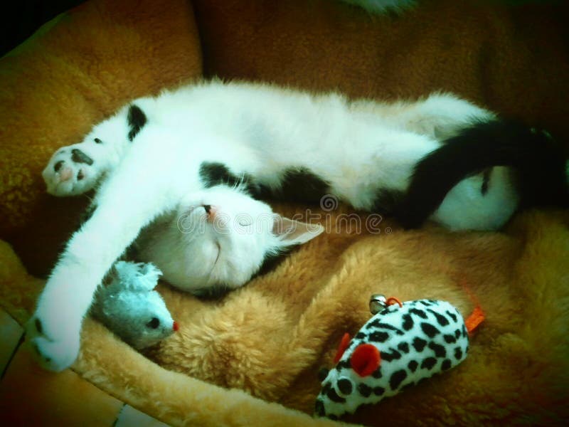 Cat stock photo. Image of sleeping, mice - 87516660