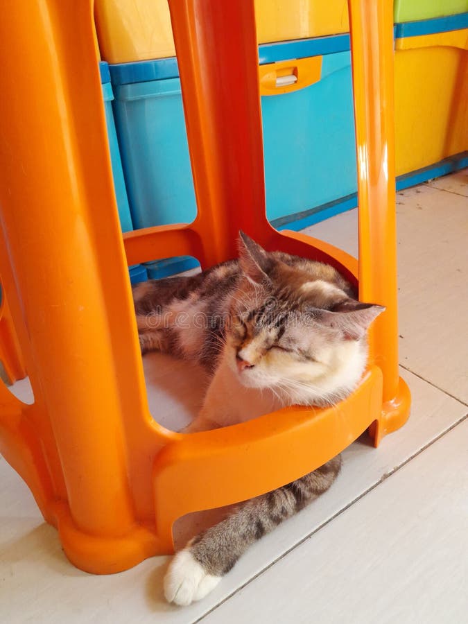 Rat Under Chair Stock Photos - Free & Royalty-Free Stock Photos from ...